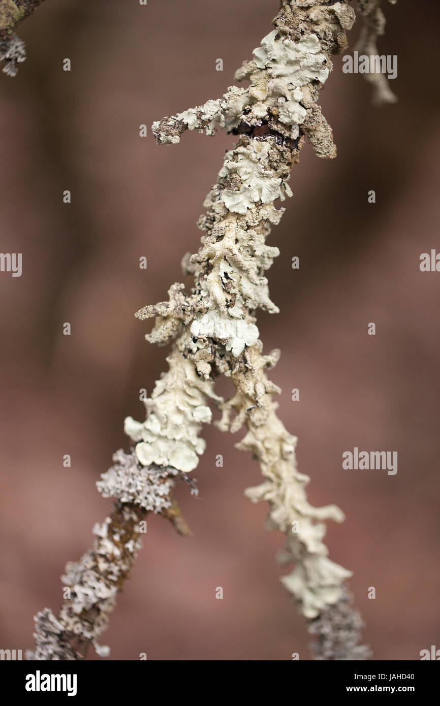 Lichens spreading on tree branches. Isolated on a brown blurry ...