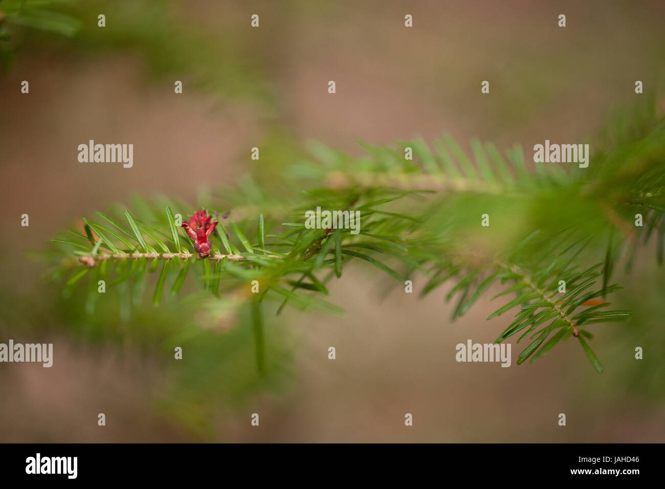 Red bud sprouting on a spruce branch. Isolated on a brown blurry ...