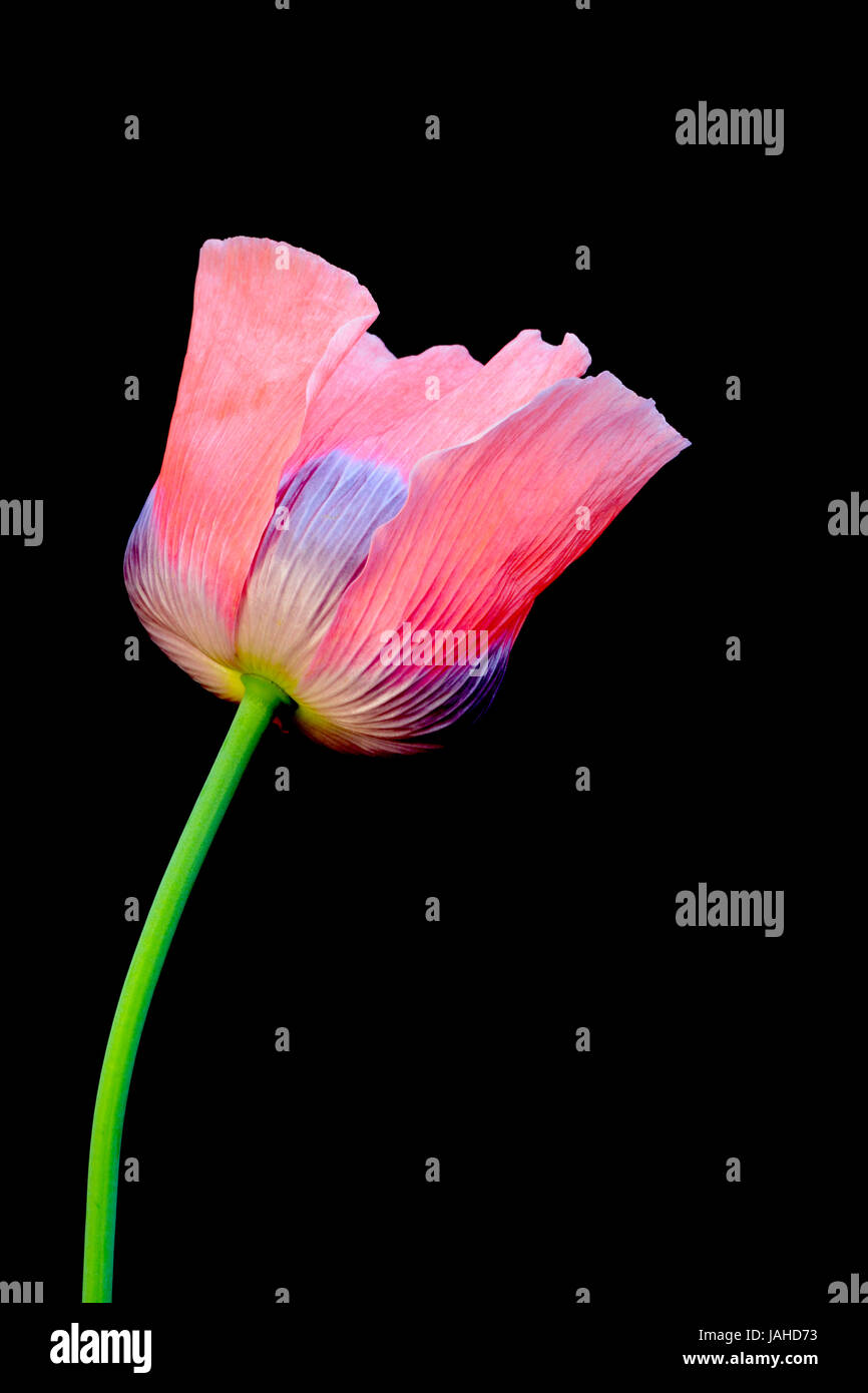 Poppy pink isolate hi-res stock photography and images - Alamy