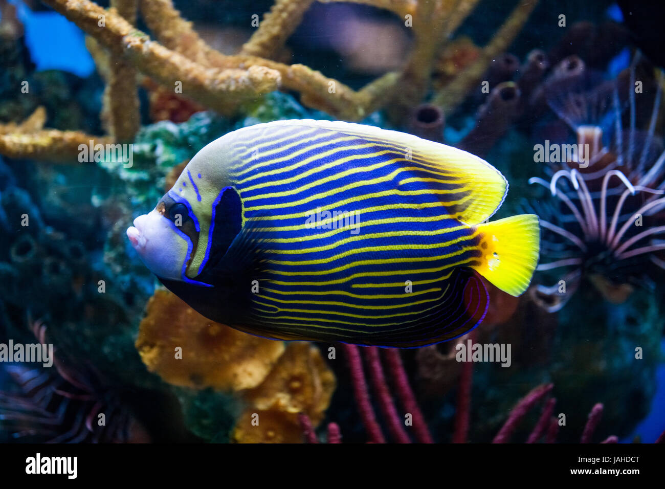 Imperial Anglefish Closeup in a Big Saltwater Aquarium Stock Photo - Alamy