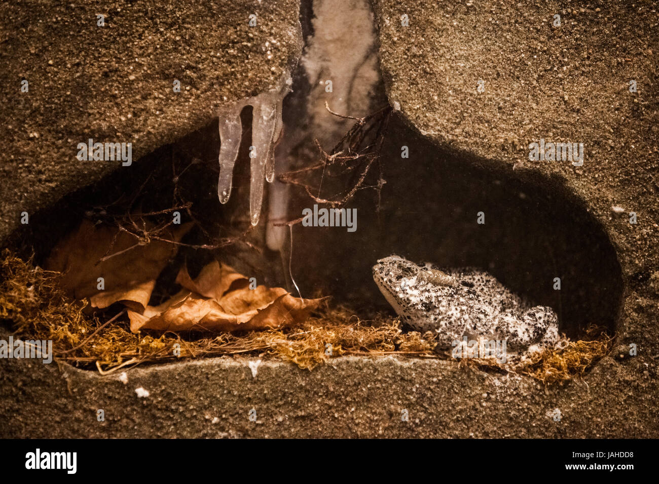 Frog hibernation hi-res stock photography and images - Alamy