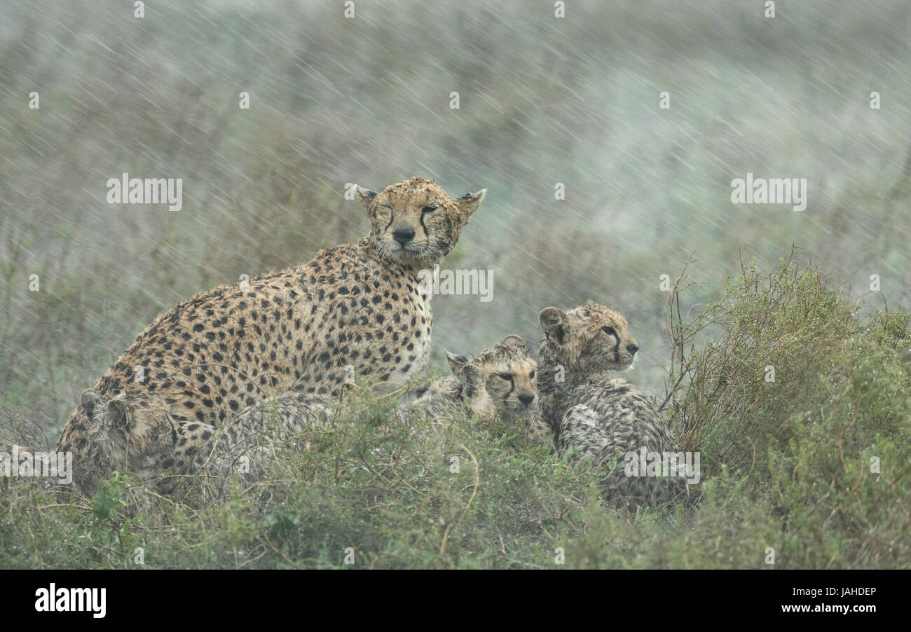 Cheetah in rain hi-res stock photography and images - Alamy