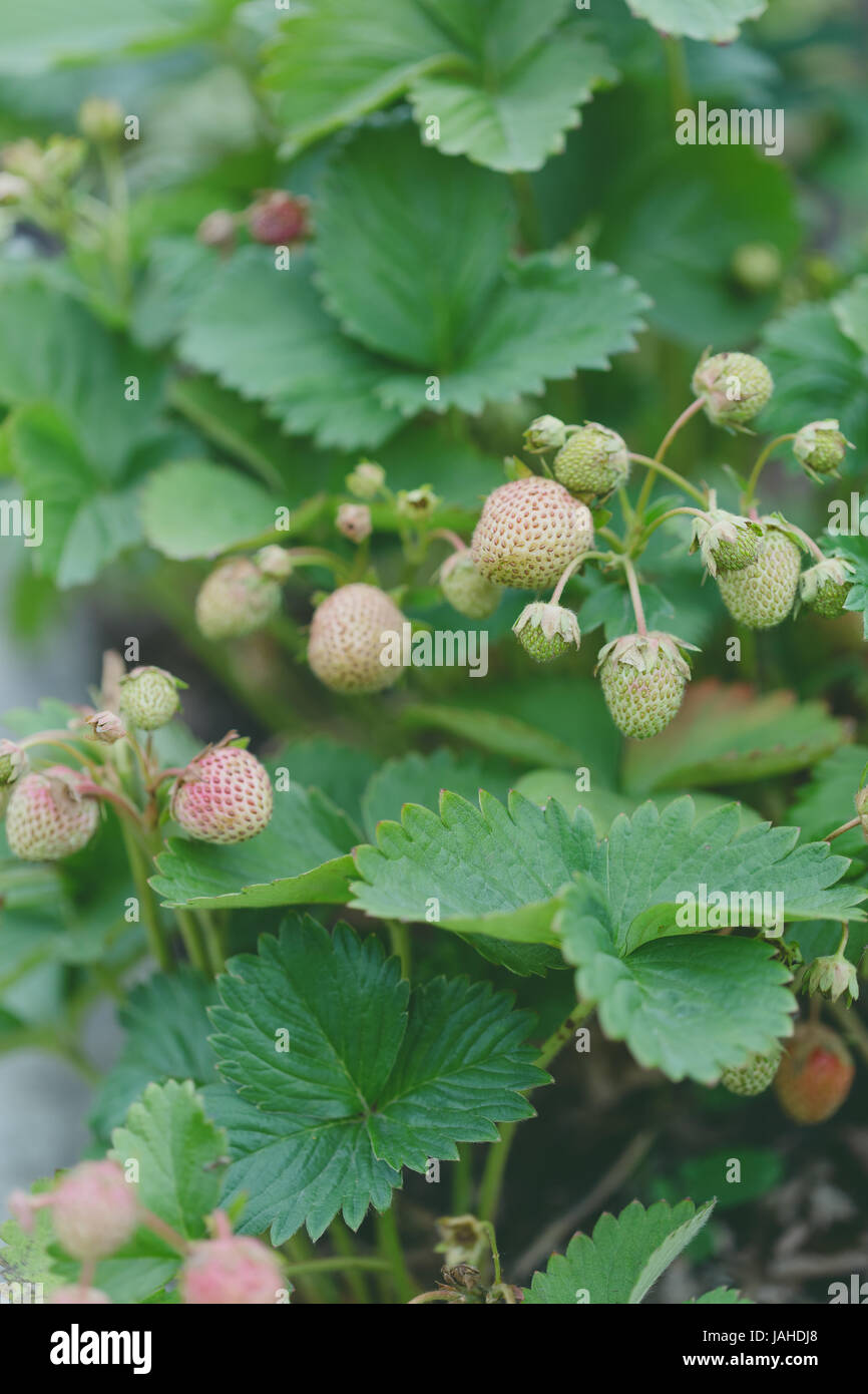 Gardening strawberries hi-res stock photography and images - Alamy