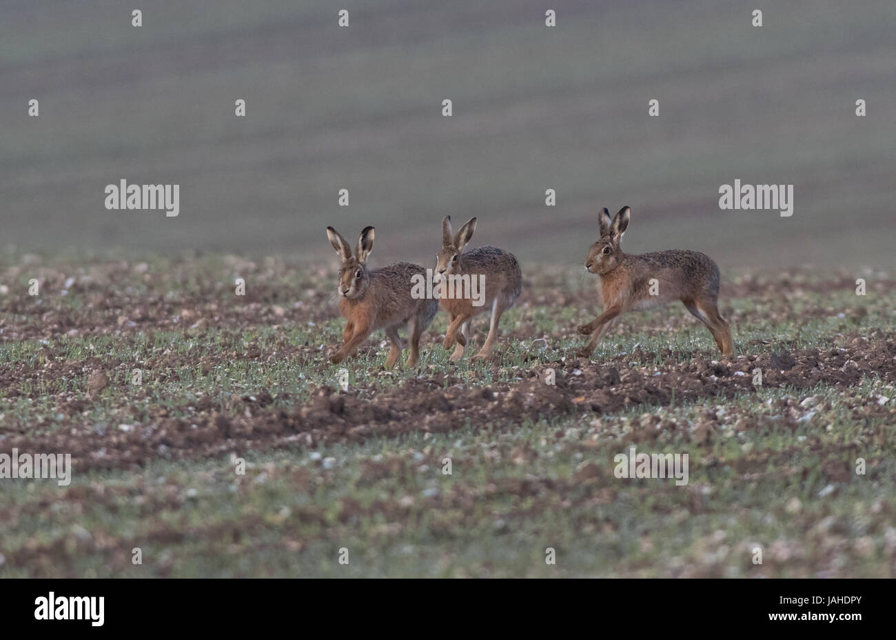 European Brown (Common) Hares- Lepus europaeus, Spring. Uk Stock Photo ...
