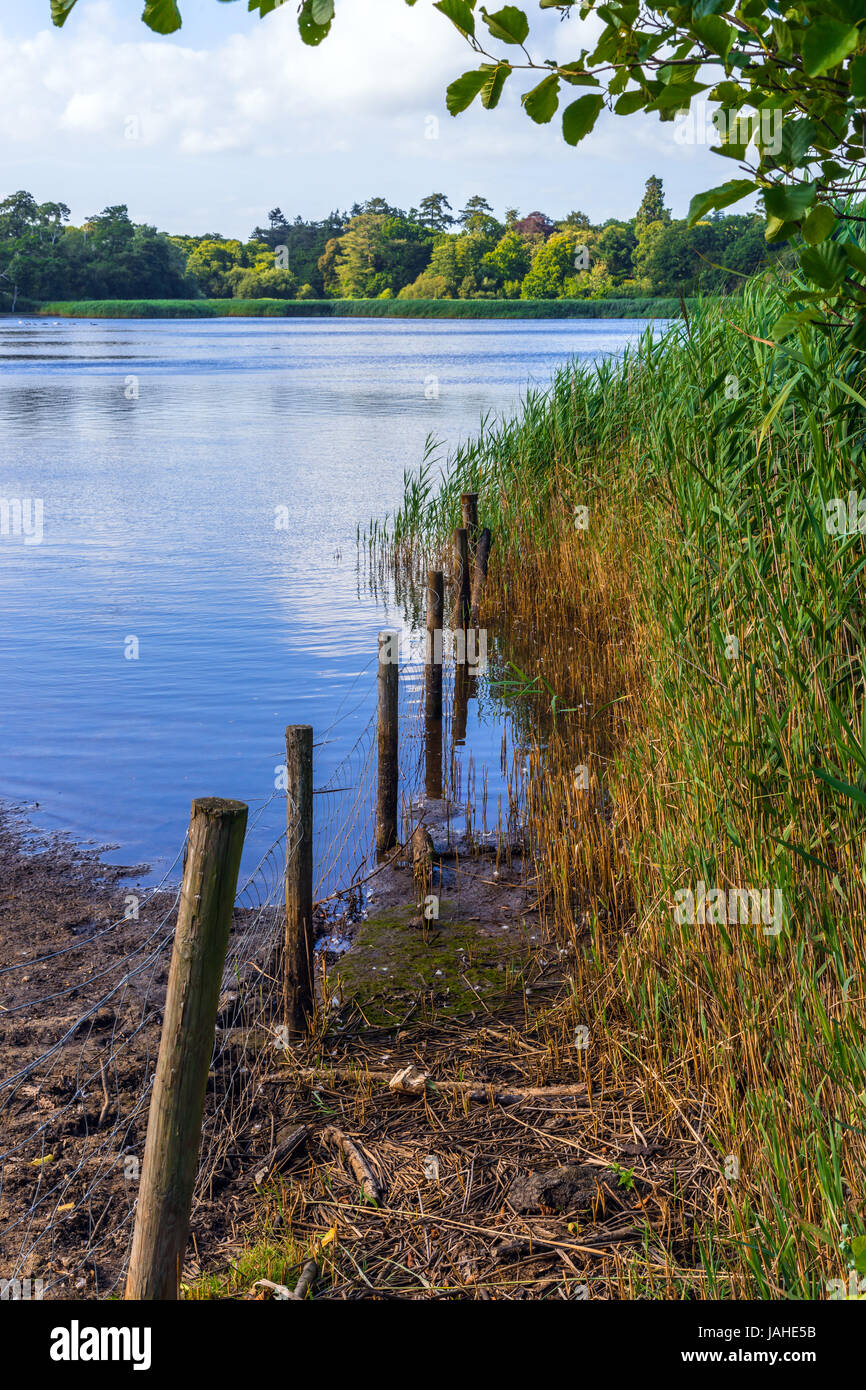 Swan beaulieu hi-res stock photography and images - Alamy