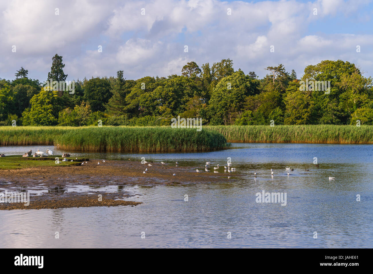 Beaulieu background hi-res stock photography and images - Alamy