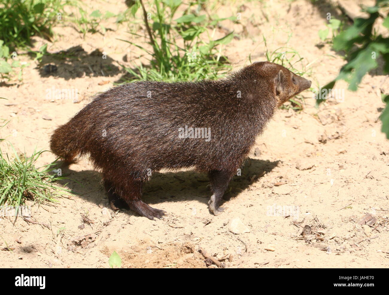 Common or Long nosed kusimanse (Crossarchus obscurus), native to West ...
