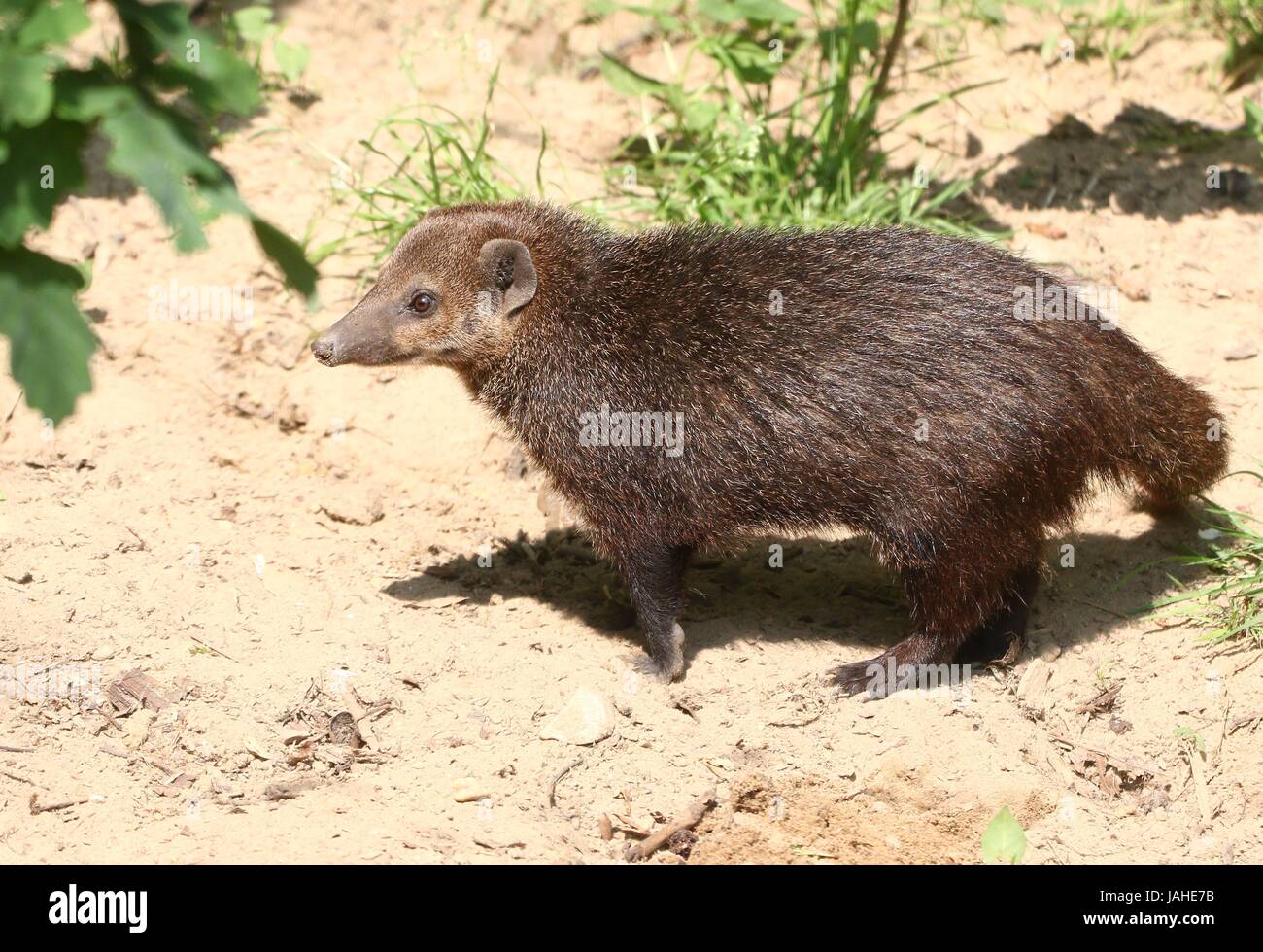 Kusimanse mongoose hi-res stock photography and images - Alamy