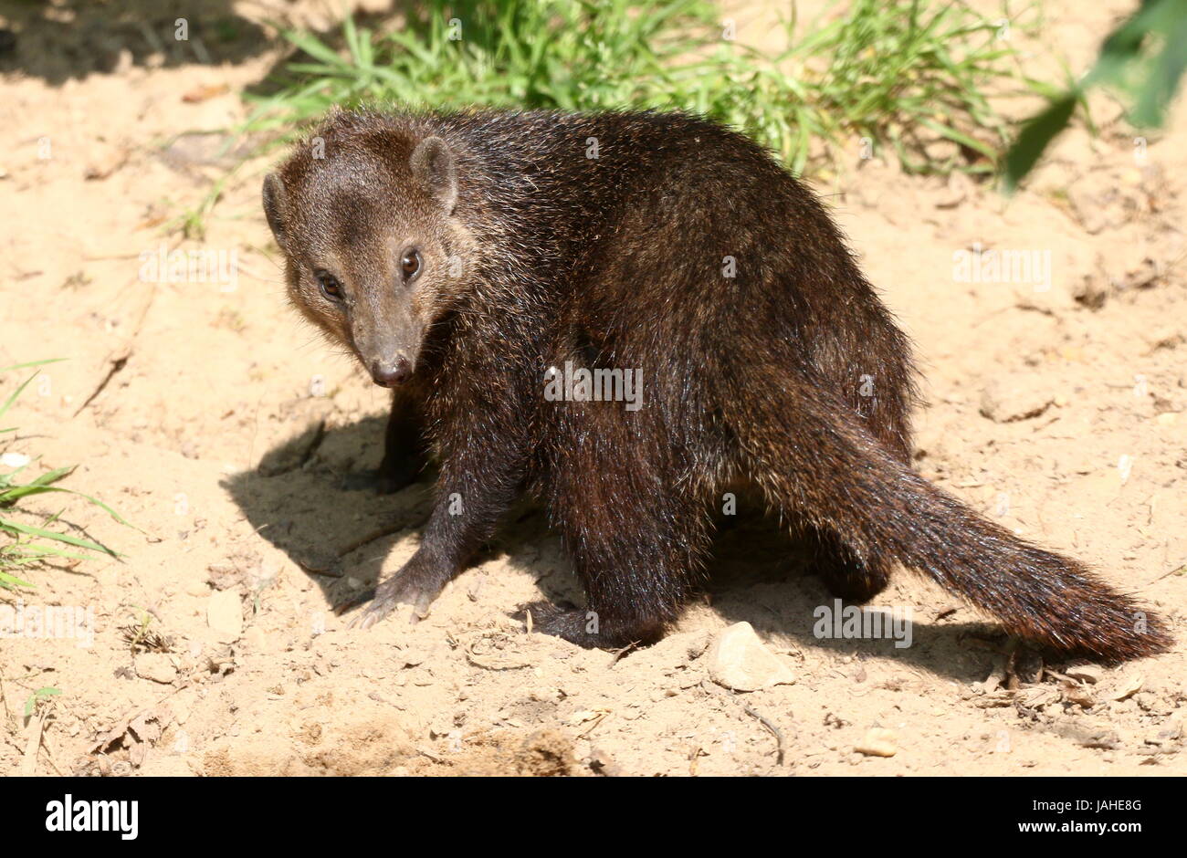 Common or Long nosed kusimanse (Crossarchus obscurus), native to West ...
