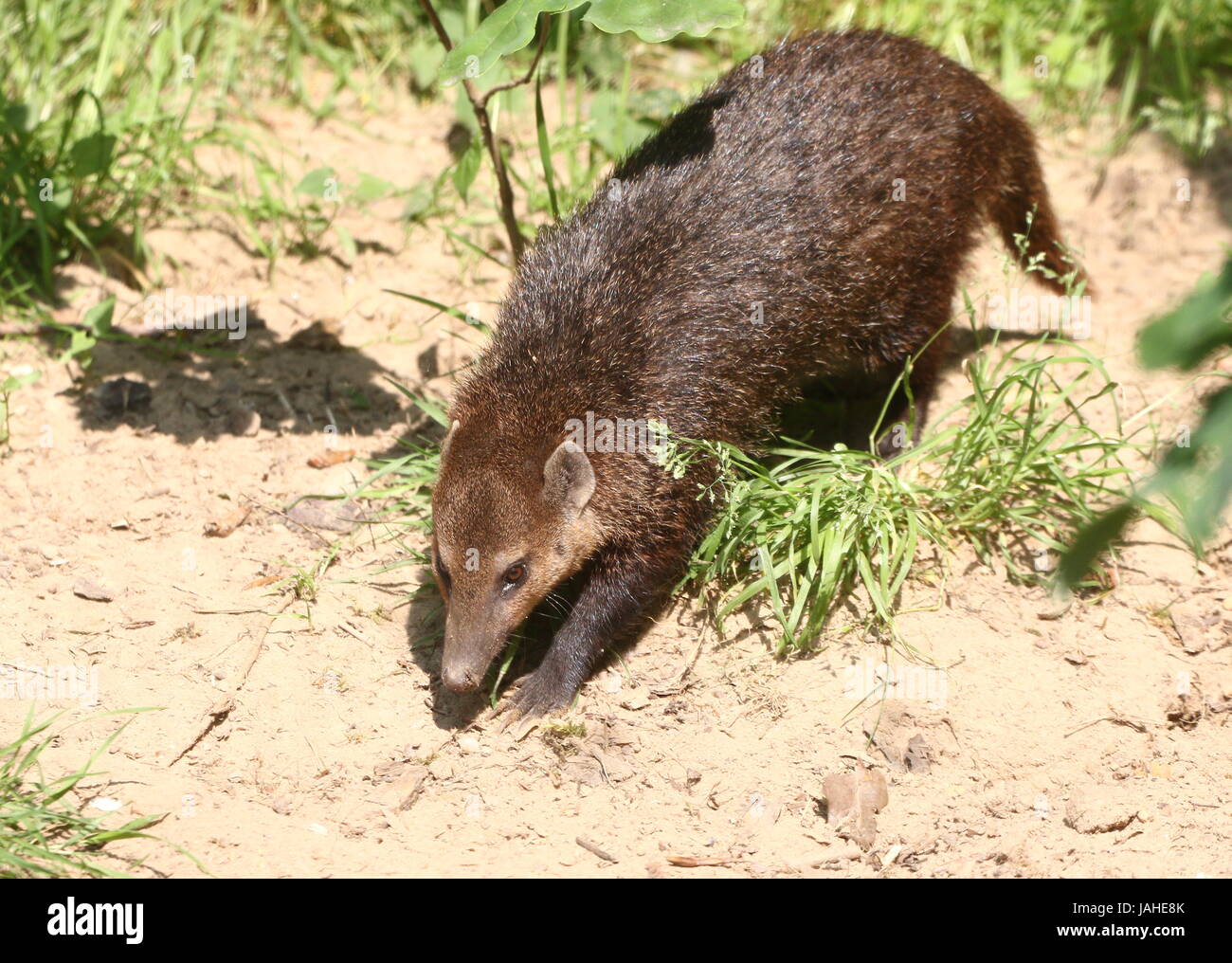 Kusimanse mongoose hi-res stock photography and images - Alamy