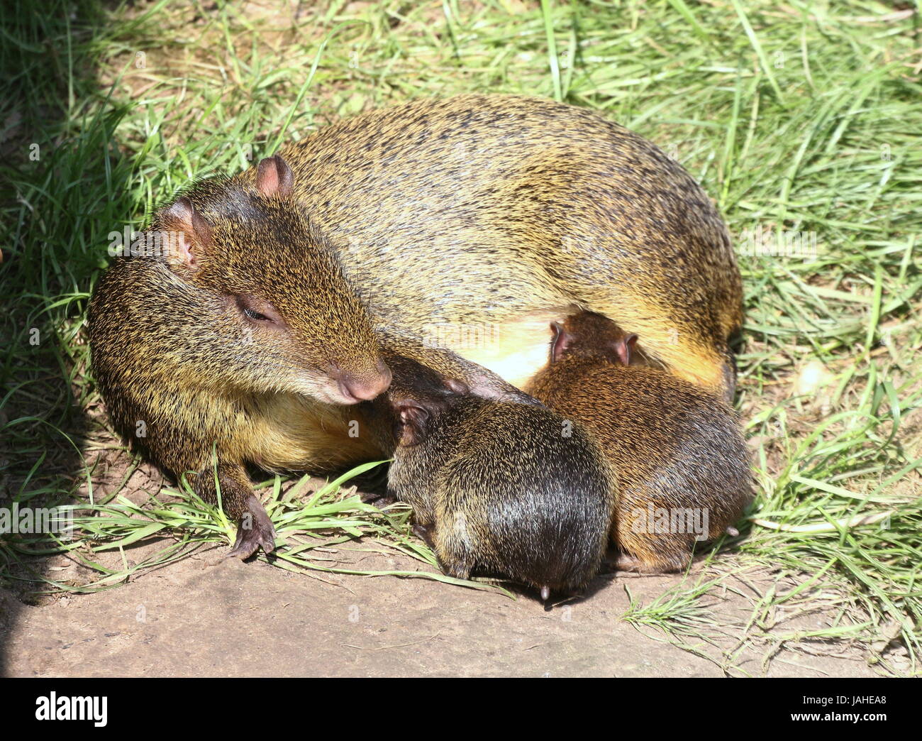 Mother South American Azara's agouti (Dasyprocta azarae) with two ...