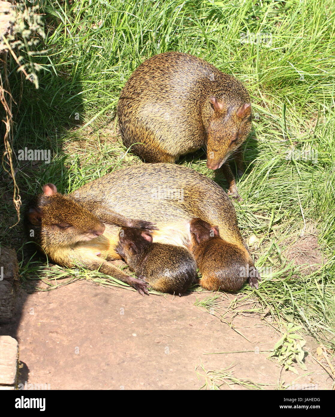 Family of South American Azara's agoutis (Dasyprocta azarae) with two ...