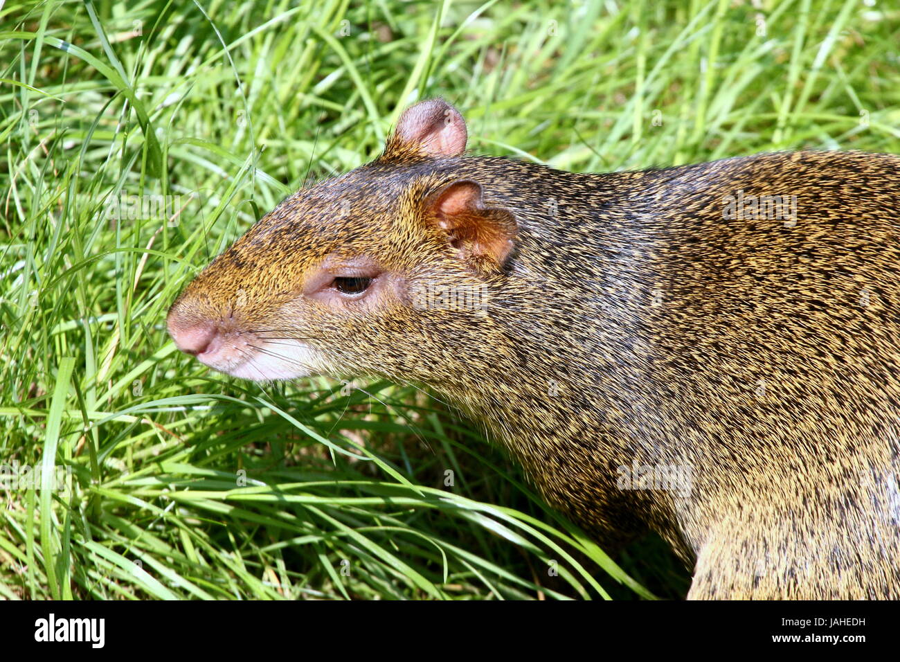 Azaras agouti dasyprocta azarae hi-res stock photography and images - Alamy