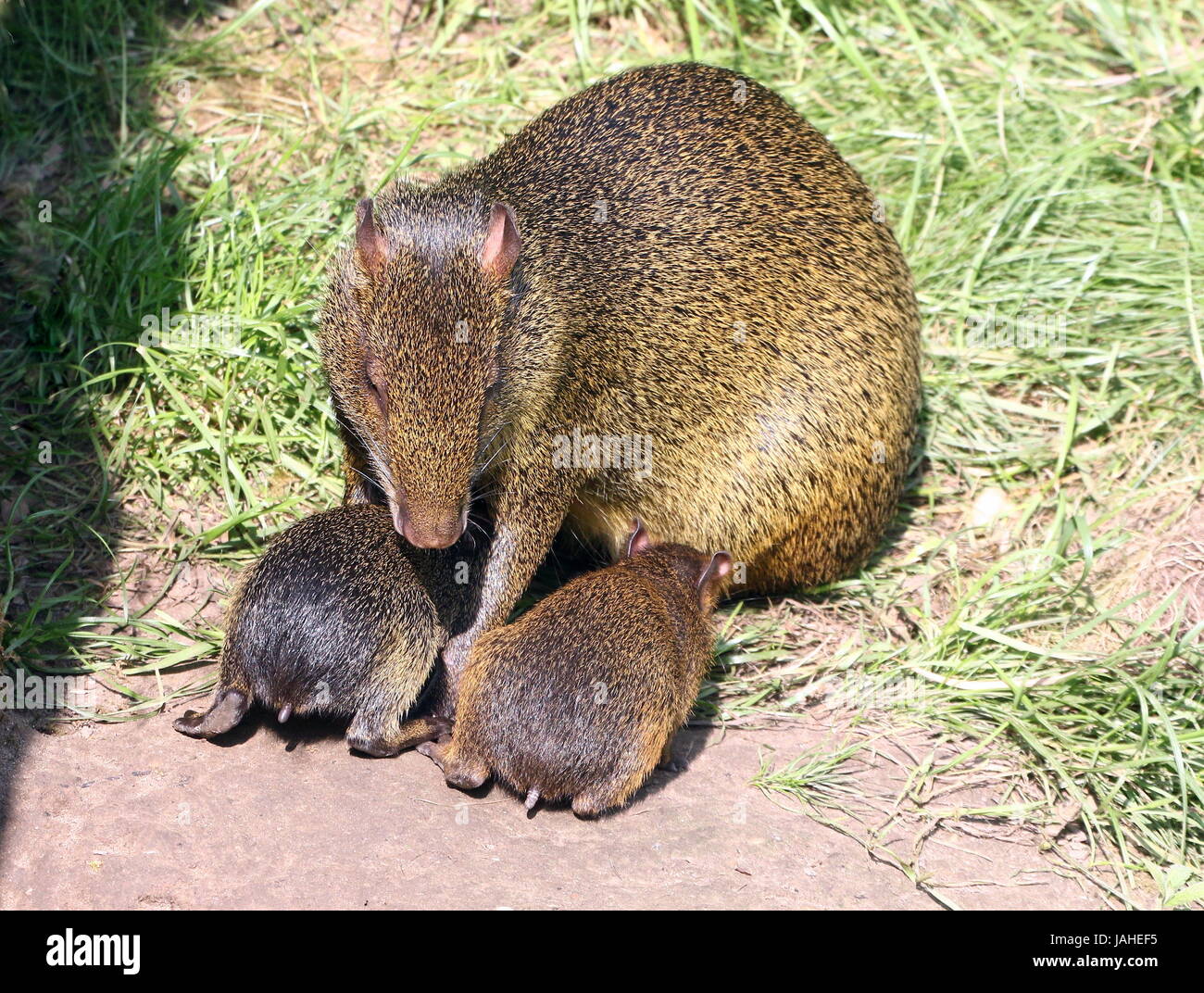 Mother South American Azara's agouti (Dasyprocta azarae) with two ...