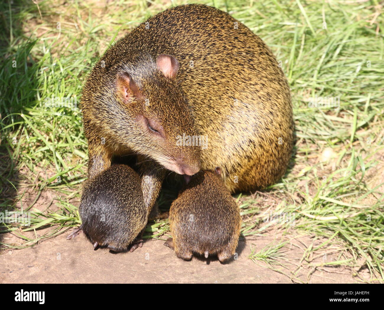 Mother South American Azara's agouti (Dasyprocta azarae) with two ...