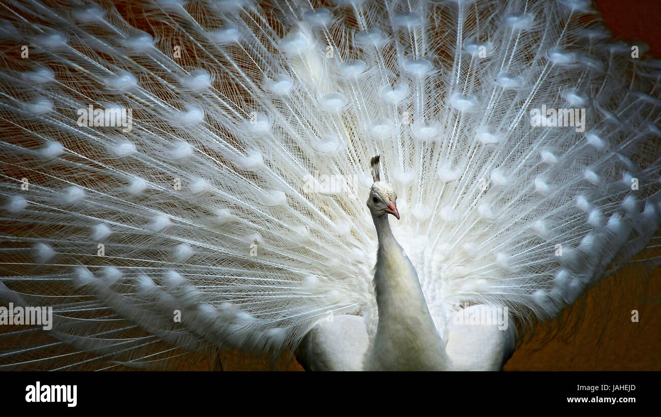 Weißer Pfau schlägt Rad, white peacock with his display of plumage ...