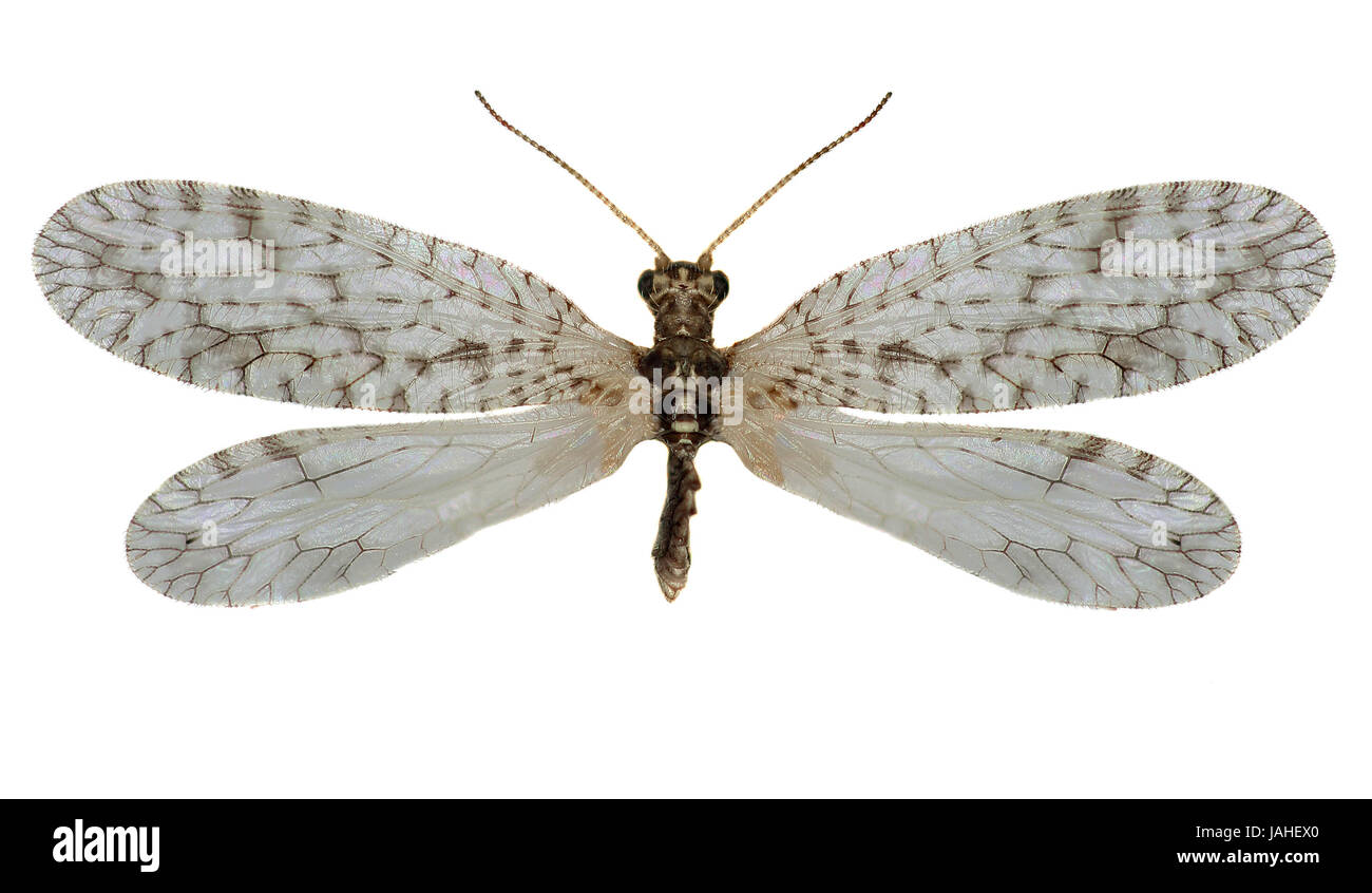 Brown Lacewing Micromus on white Background - Micromus variegatus ...
