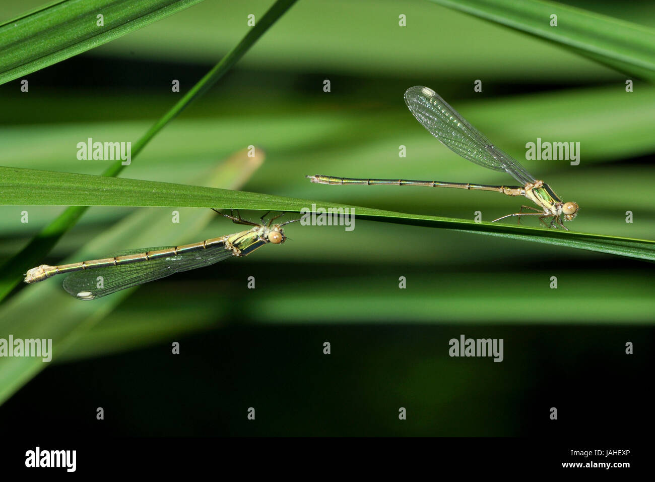 two dragonflies in the reeds Stock Photo - Alamy
