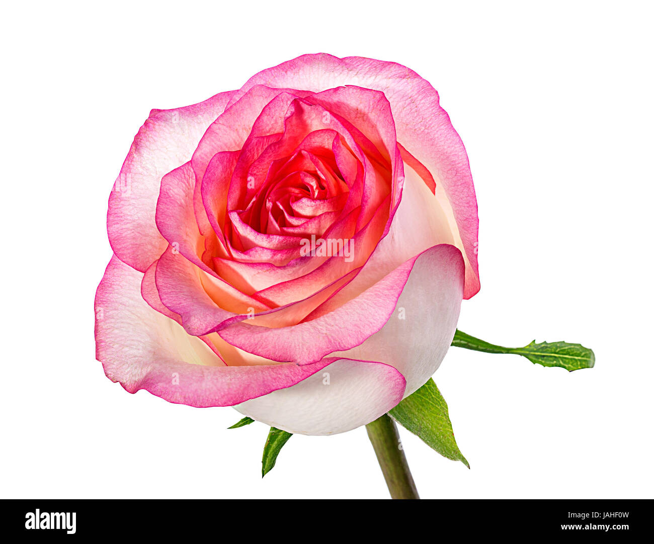 rose isolated on white background Stock Photo - Alamy