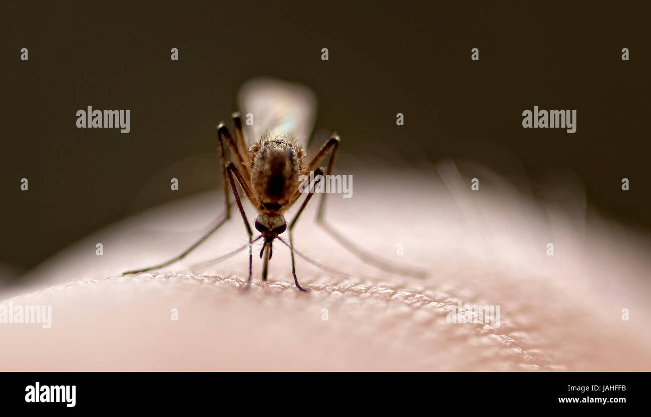 The mosquito hi-res stock photography and images - Alamy