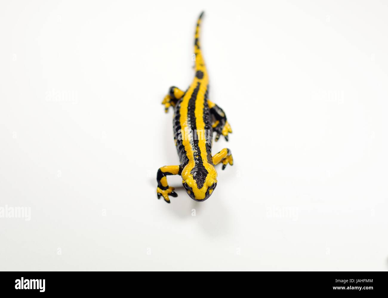 Giftige arten hi-res stock photography and images - Alamy