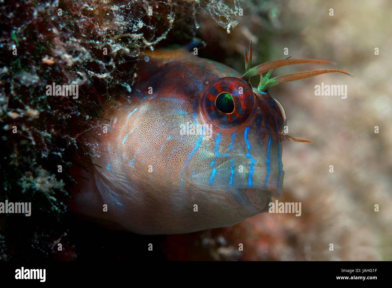 baby fish swims into the sea showing his colors Stock Photo - Alamy