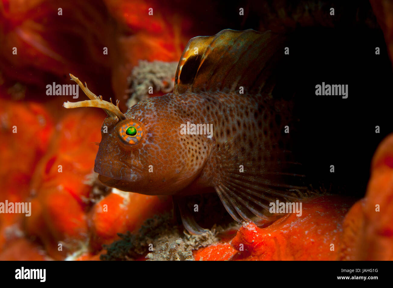 a small fish comes out of its hole and it showcases Stock Photo - Alamy