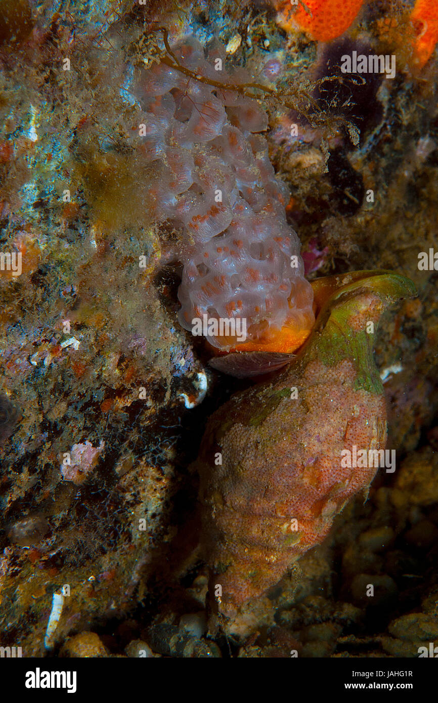 A small shell puts eggs on a rock Stock Photo - Alamy