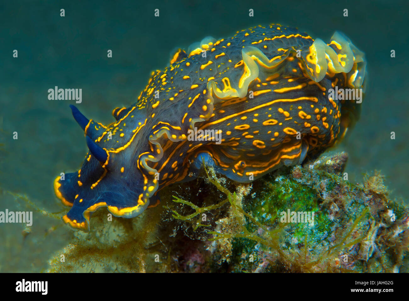 a big nudibranch searches for food in the sand Stock Photo - Alamy