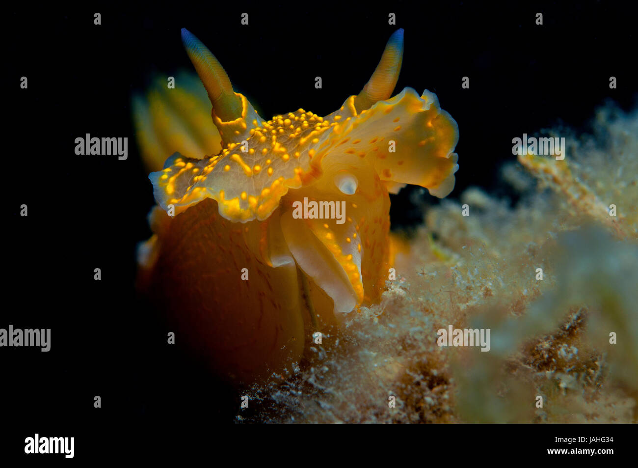 Big nudibranch hi-res stock photography and images - Alamy