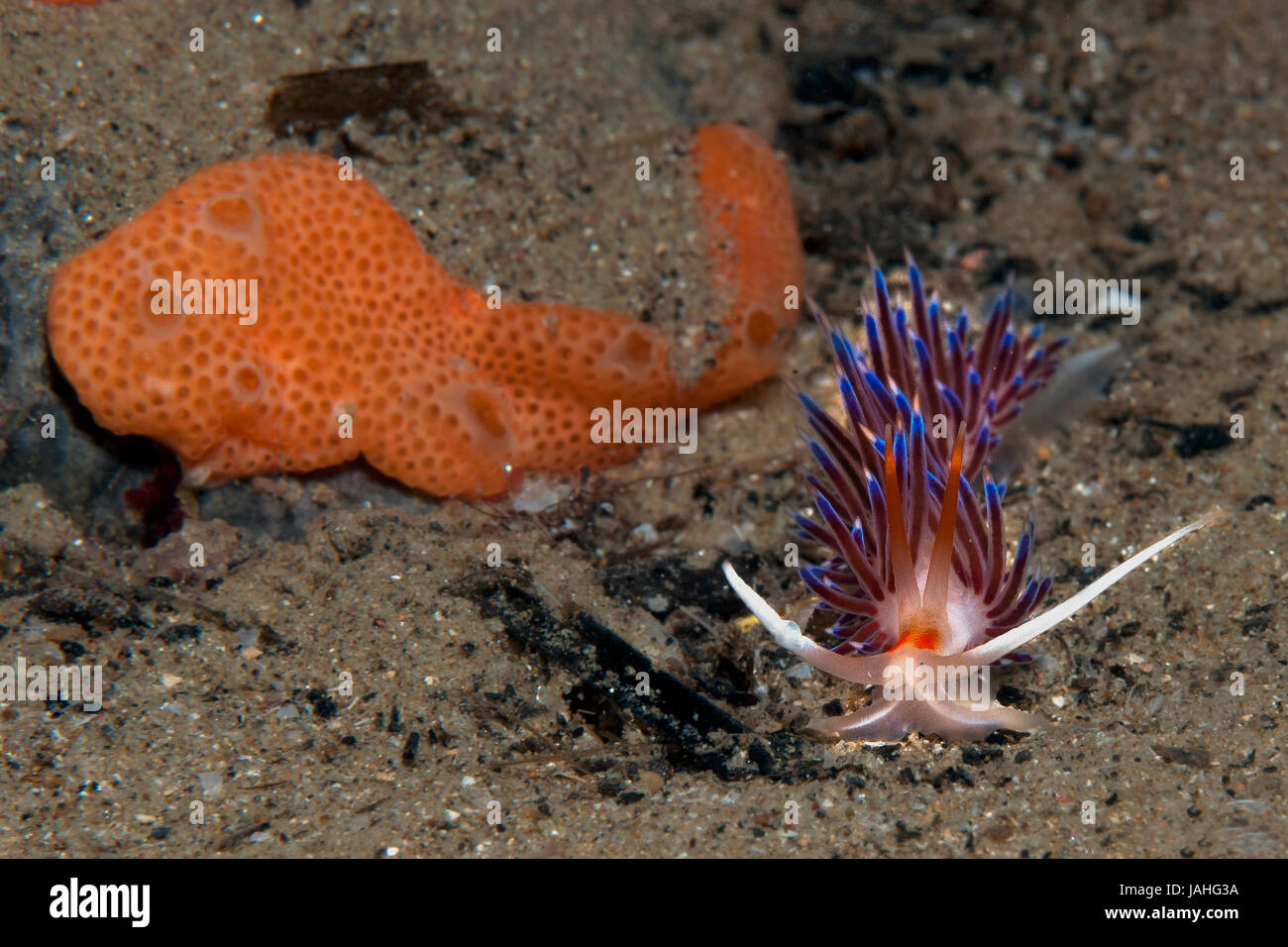 small invertebrate looking food on algae Stock Photo - Alamy