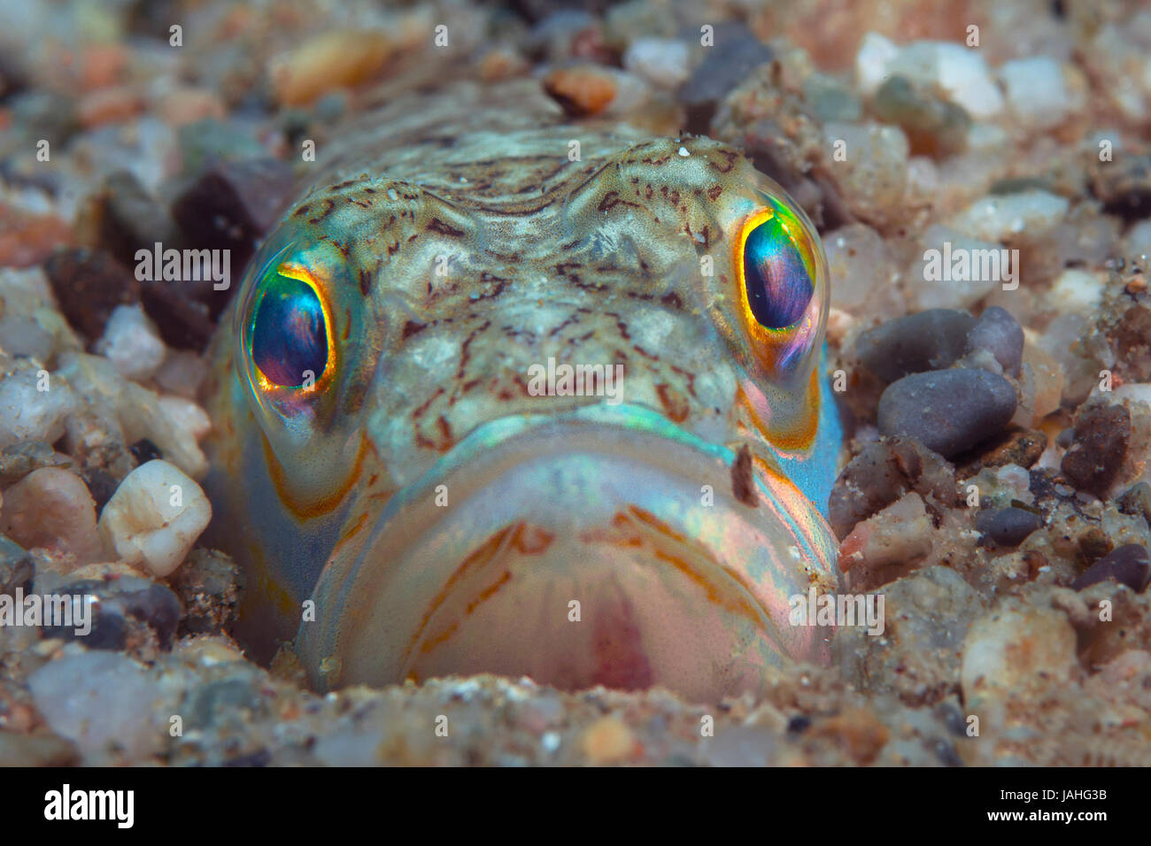 Marine life showcases hi-res stock photography and images - Alamy