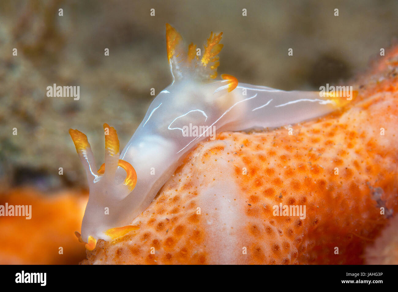 Trapania hi-res stock photography and images - Alamy