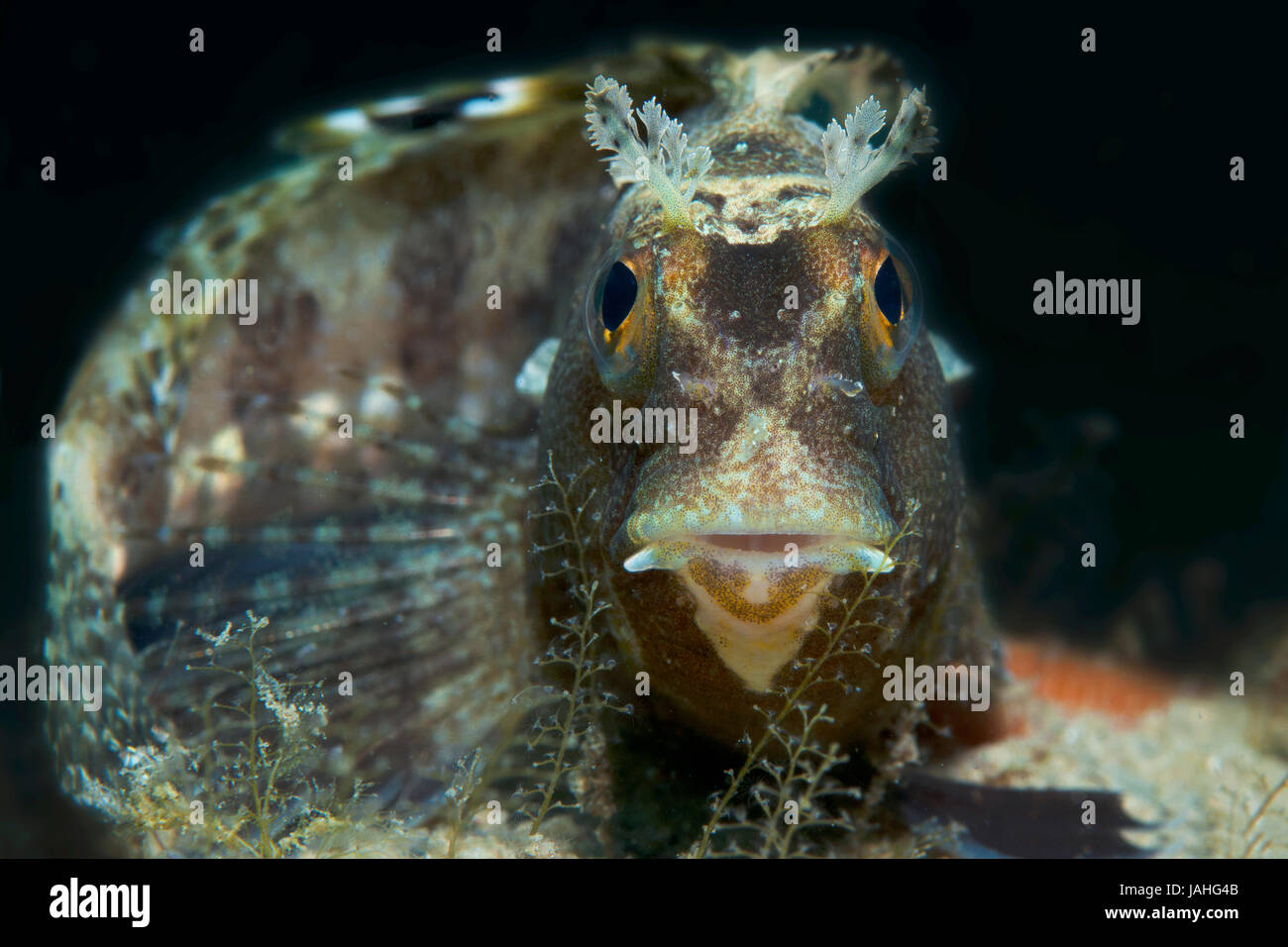 a small fish comes out of its hole and it showcases Stock Photo - Alamy