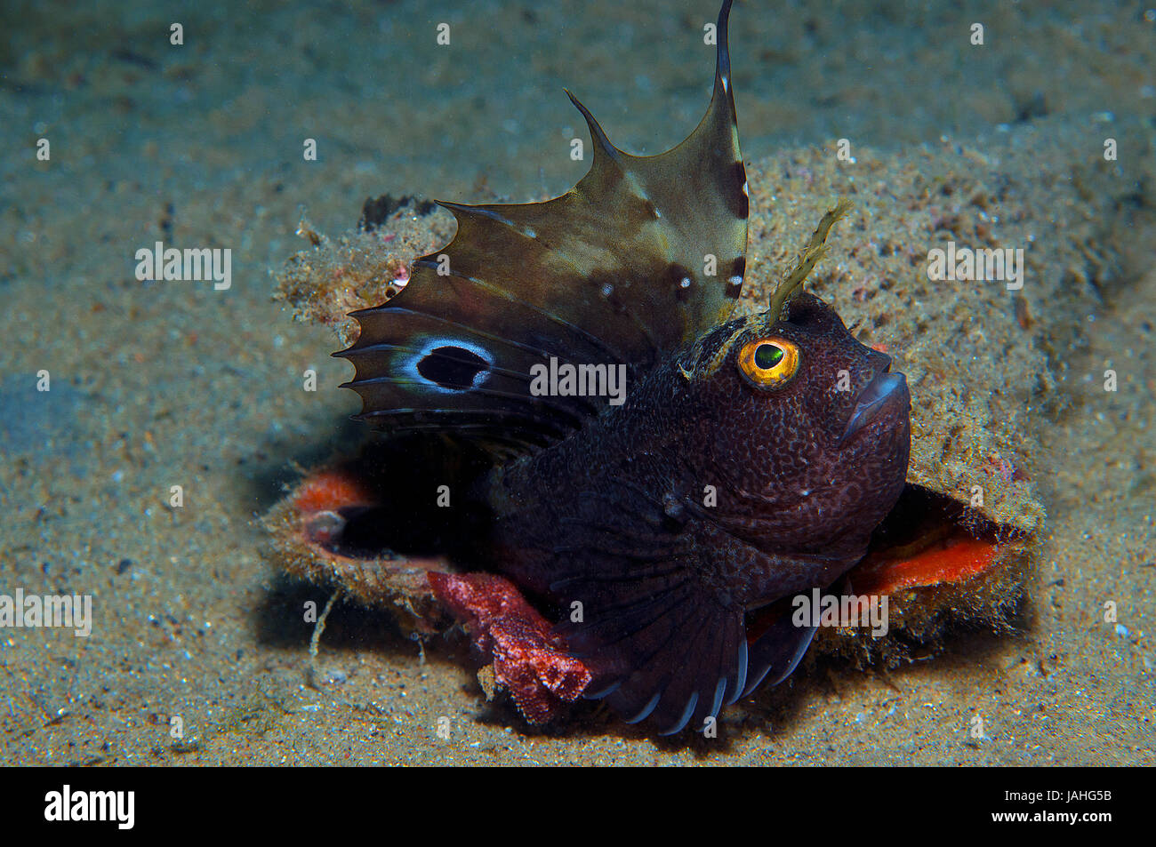 a small fish comes out of its hole and it showcases Stock Photo - Alamy