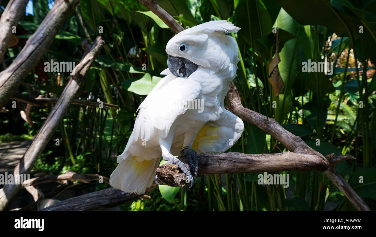 Pretty parrot is staring, Bali, summer zoo Stock Photo - Alamy