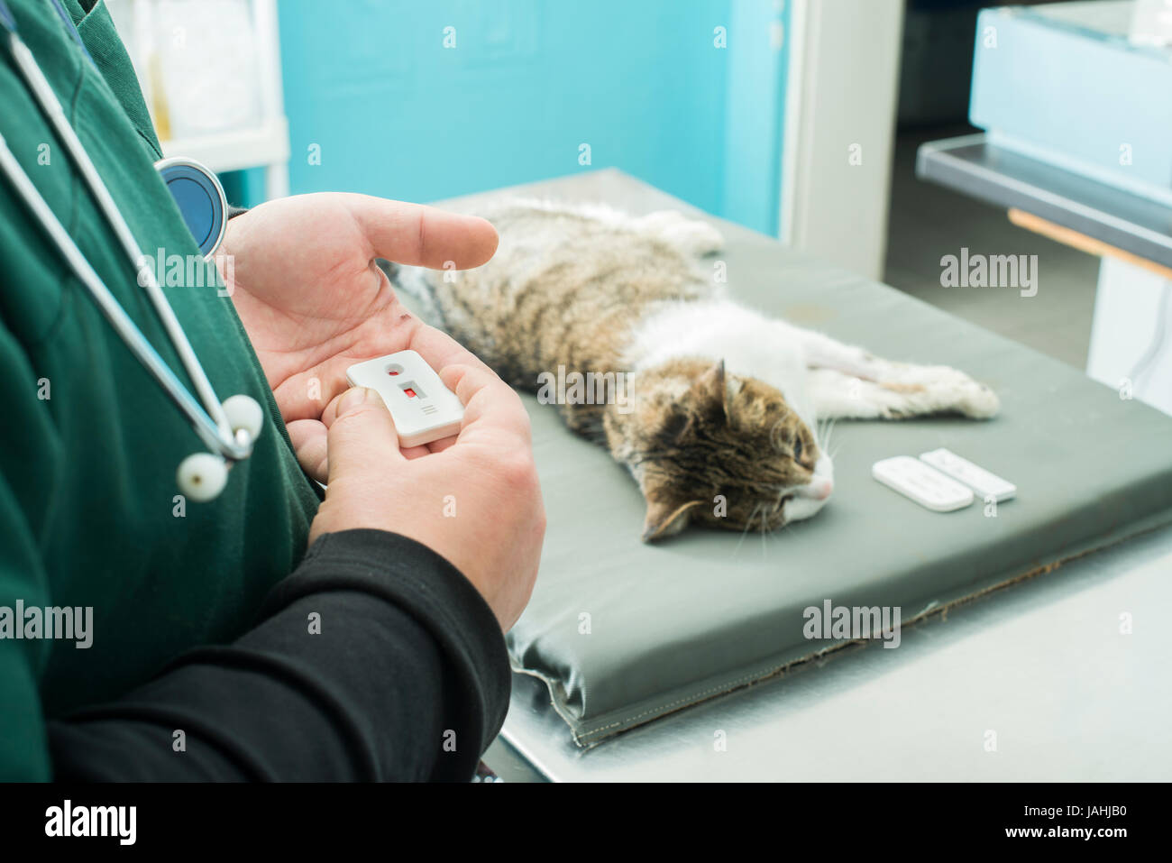 Veterinary Blood test. Cat in vetrinary Stock Photo - Alamy