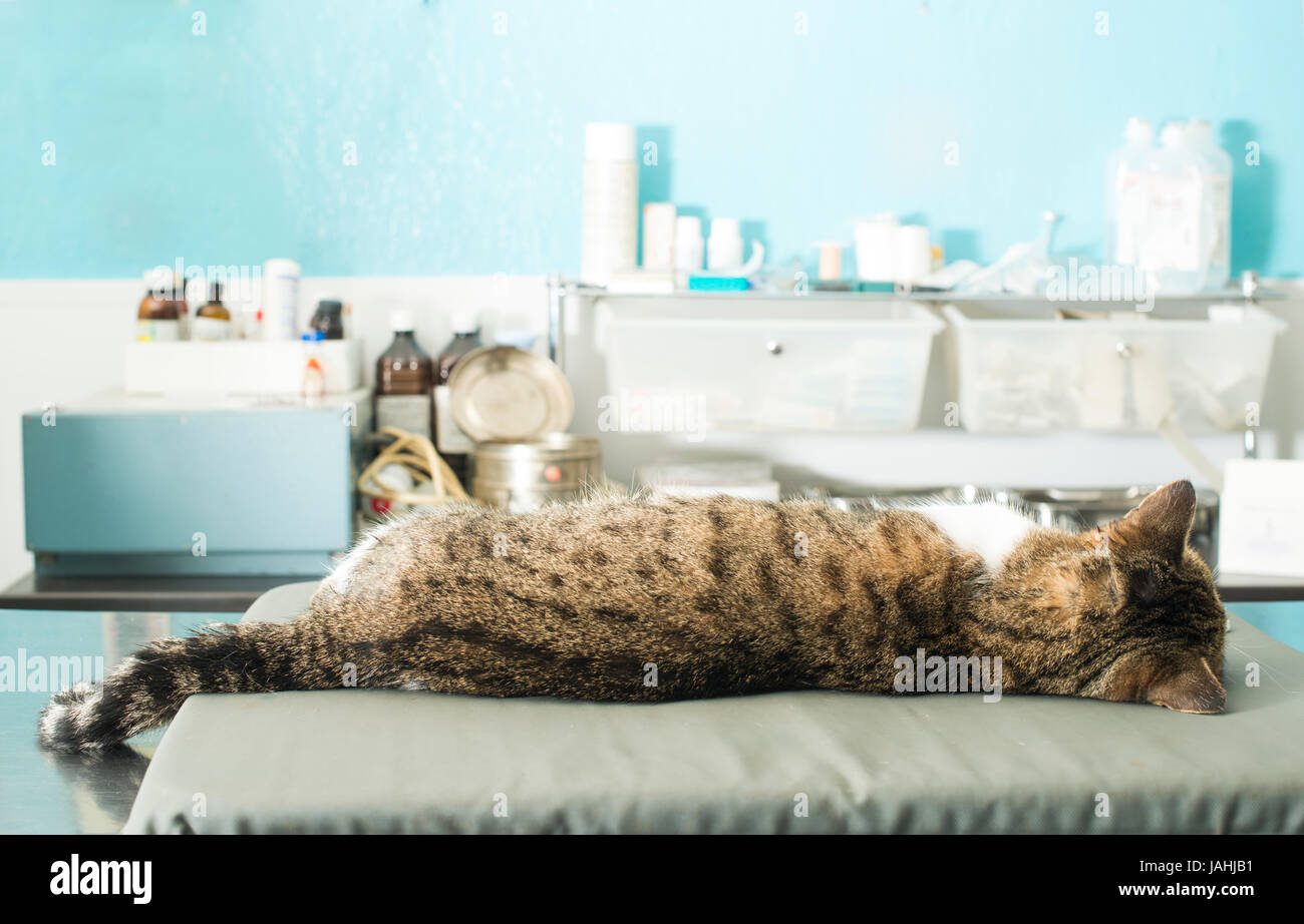 Cat anesthesia in veterinary Stock Photo - Alamy