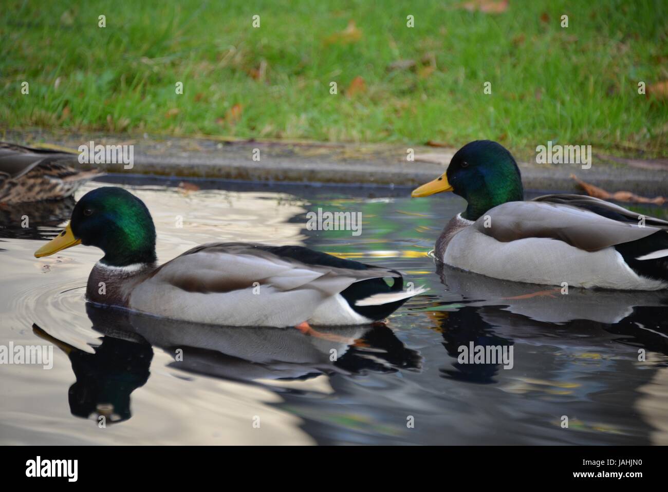 to do the crawl bird Stock Photo - Alamy