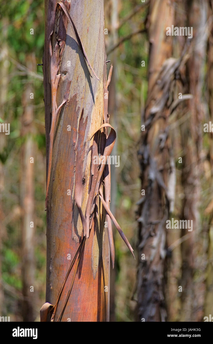 Eukalyptus eukalyptus wald hi-res stock photography and images - Alamy