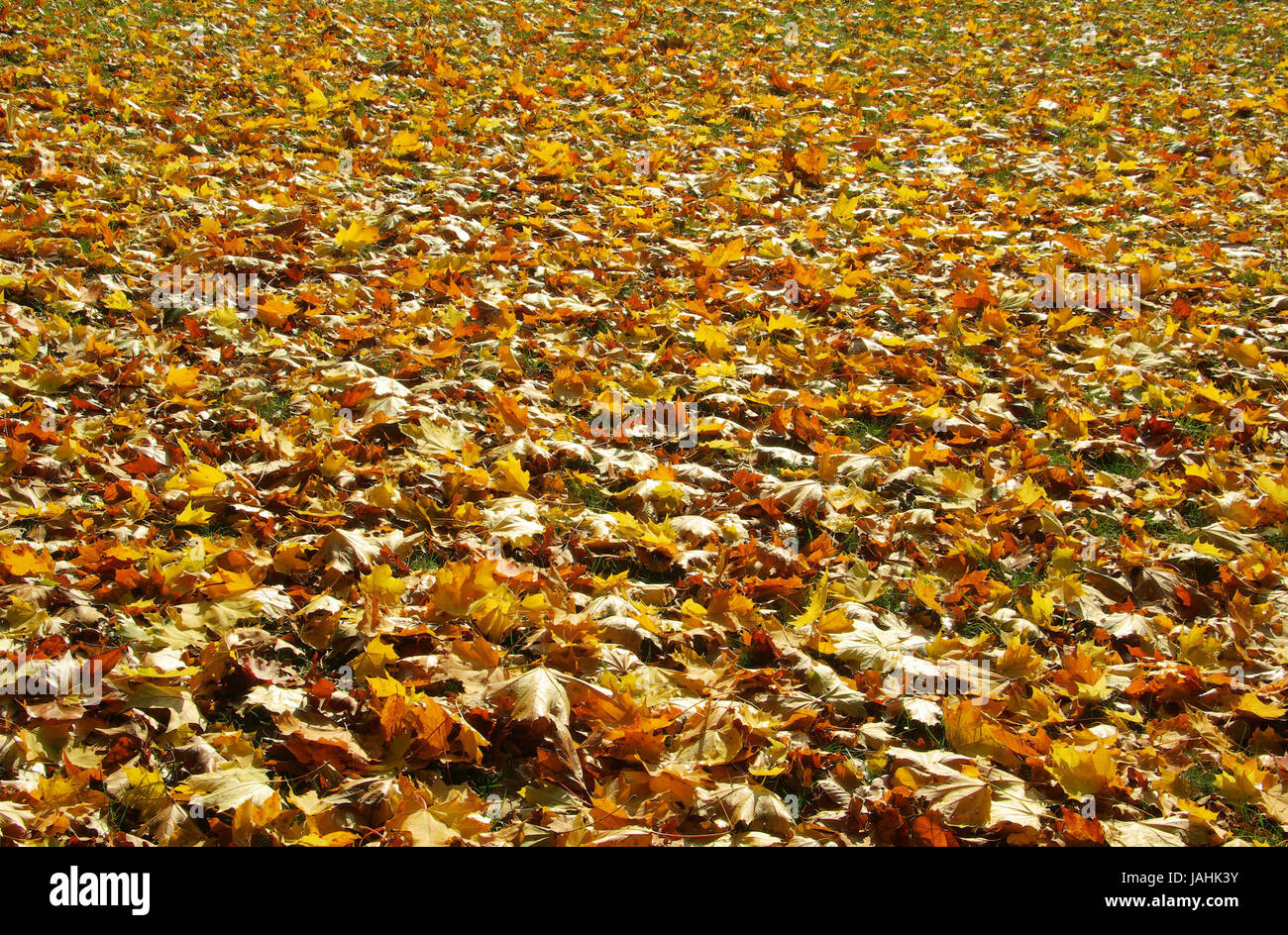 Herbstlaub auf Wiese - fall foliage on meadow 06 Stock Photo - Alamy