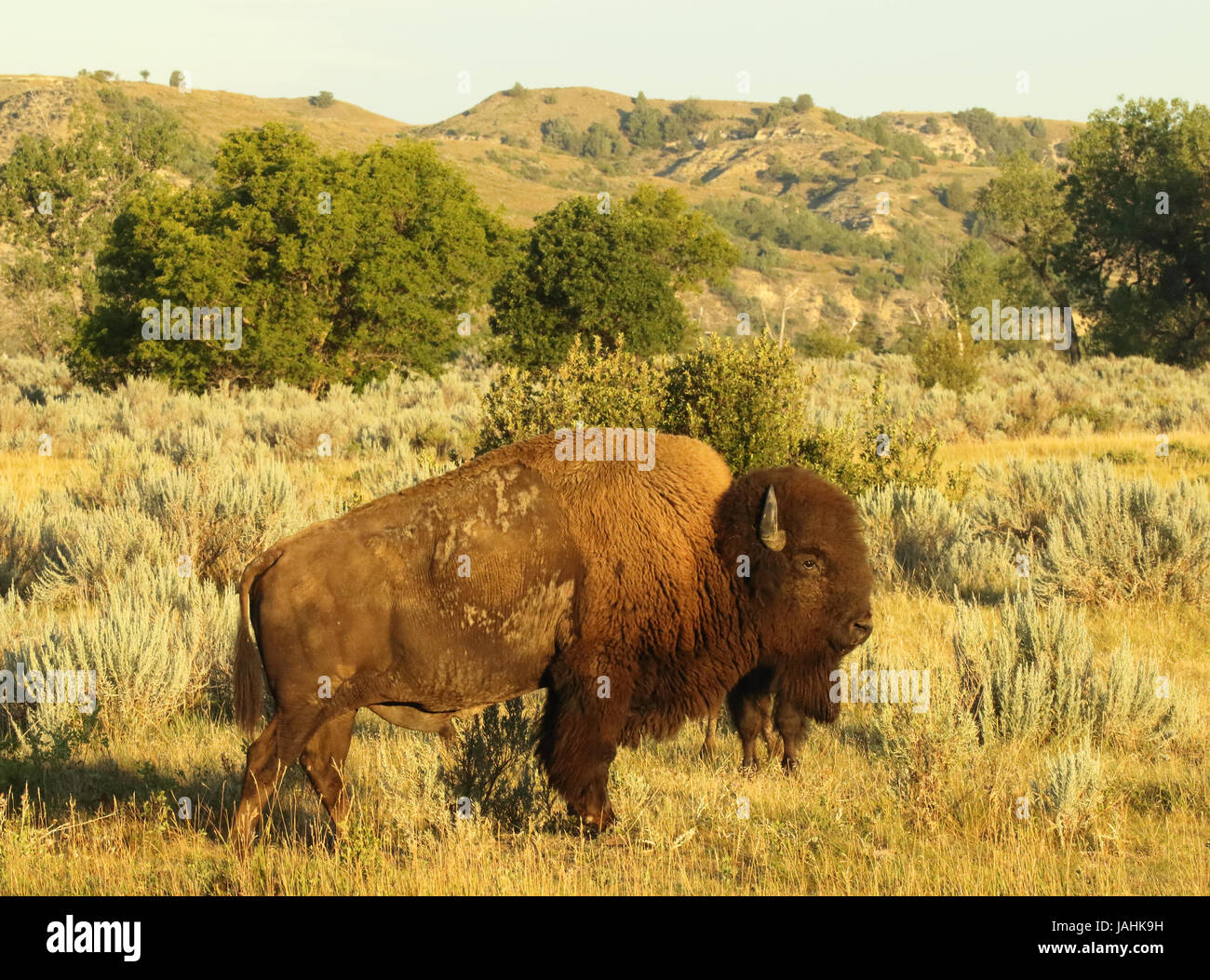 An American Bison trotting through the Badlands in North Dakota Stock ...