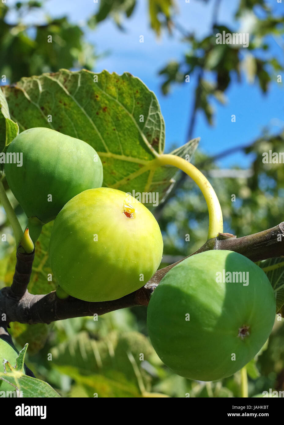Fig on the tree hi-res stock photography and images - Alamy