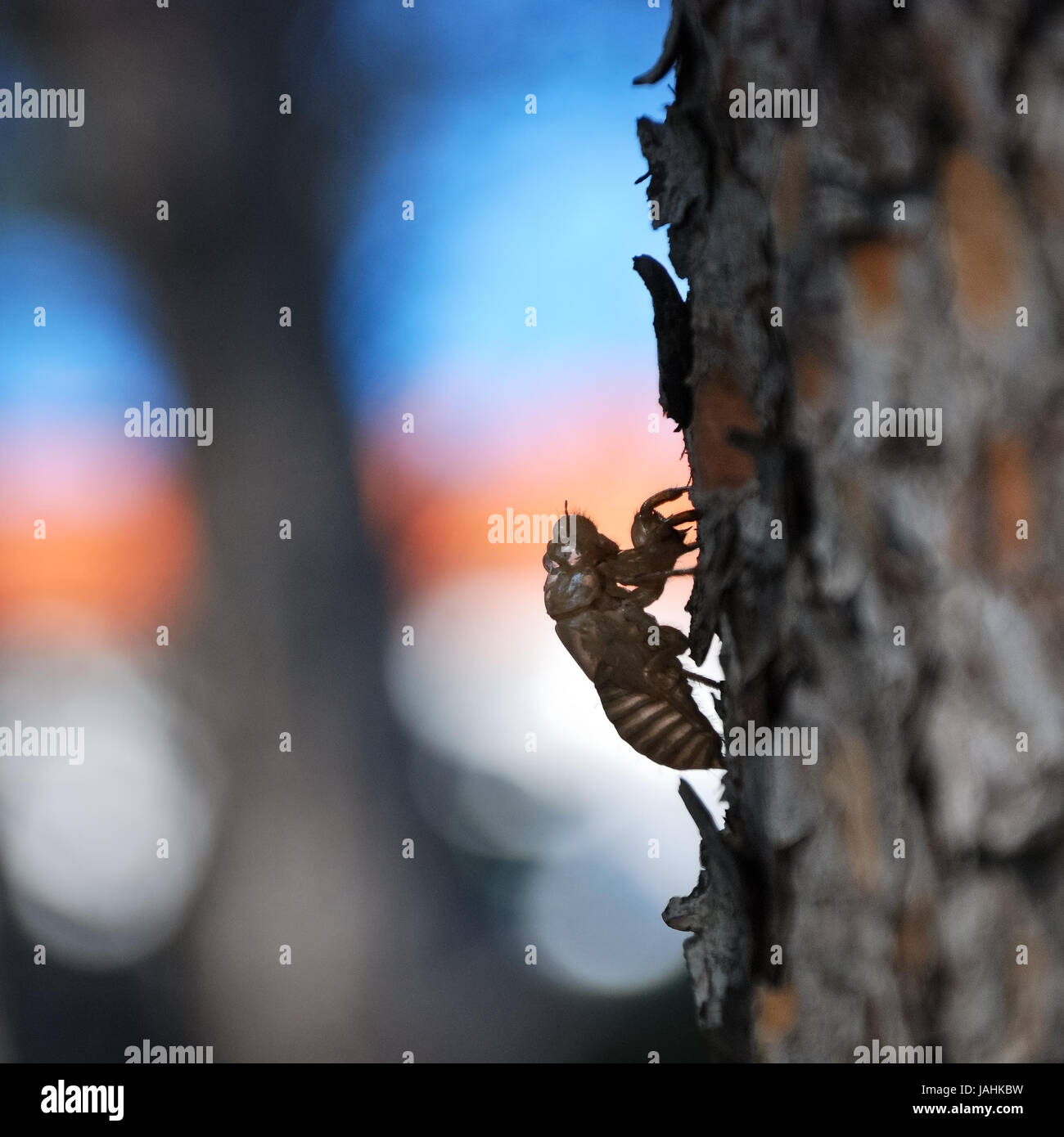 empty shell of a cicada on the tree Stock Photo - Alamy