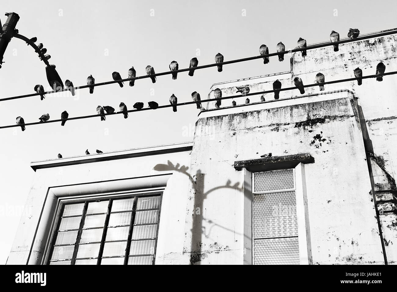 Rows of crows perching on phone wires, street light, and an old ...