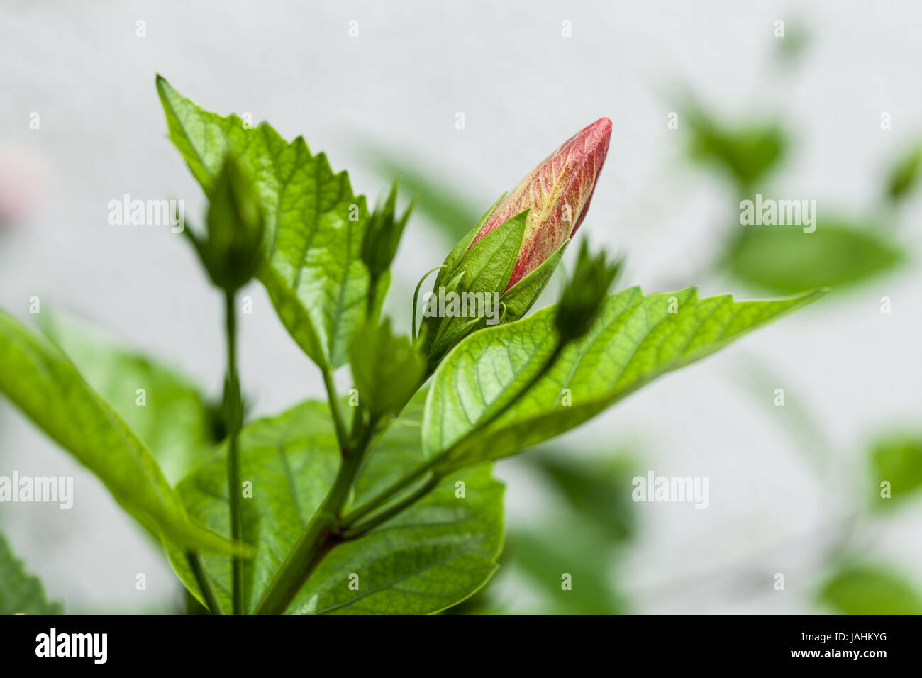 Rosa rote farbe hi-res stock photography and images - Alamy