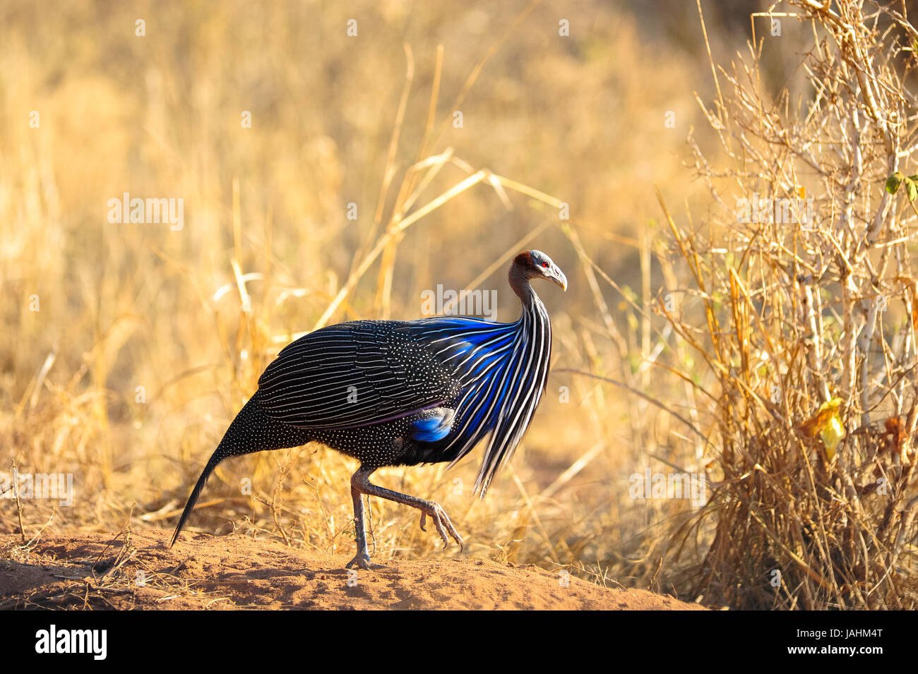 Guinea fowl in savannah safari hi-res stock photography and images - Alamy