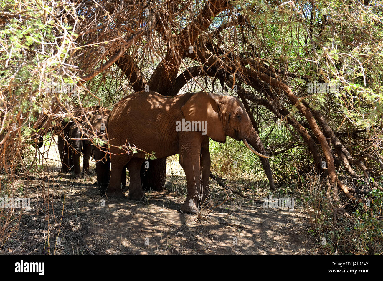 elephant in the shade of an acacia in africa Stock Photo - Alamy
