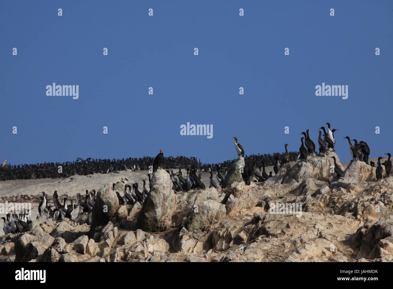 islas ballestas peru Stock Photo - Alamy