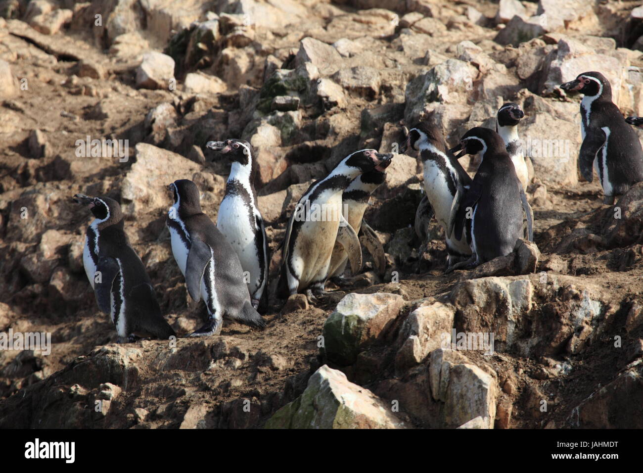 south america hick Stock Photo - Alamy